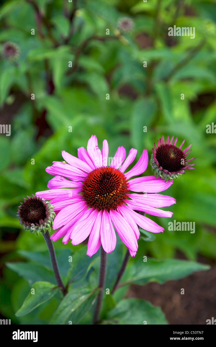 Echinacea Rubinstern High Resolution Stock Photography and Images - Alamy