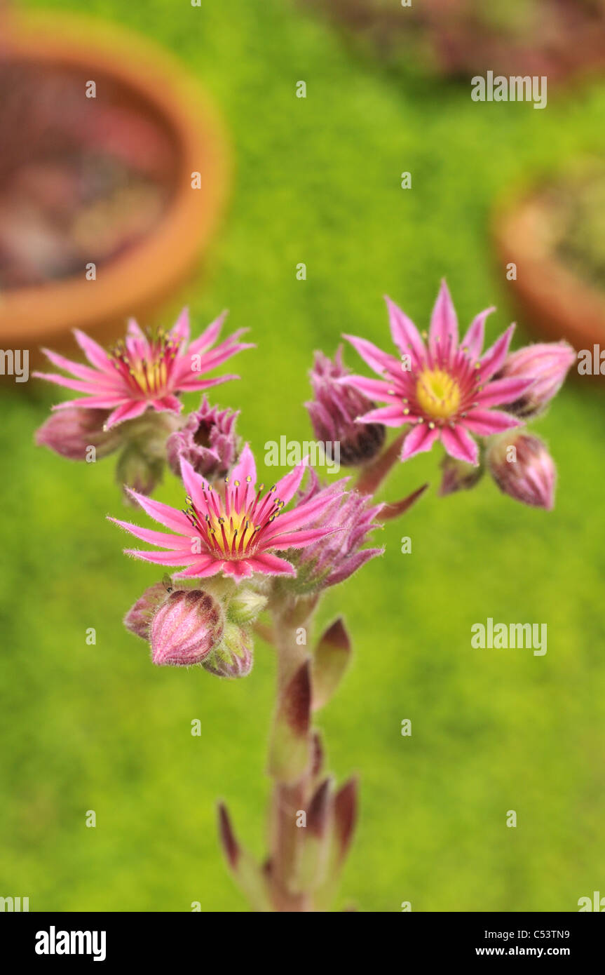 Houseleek flower hi-res stock photography and images - Alamy
