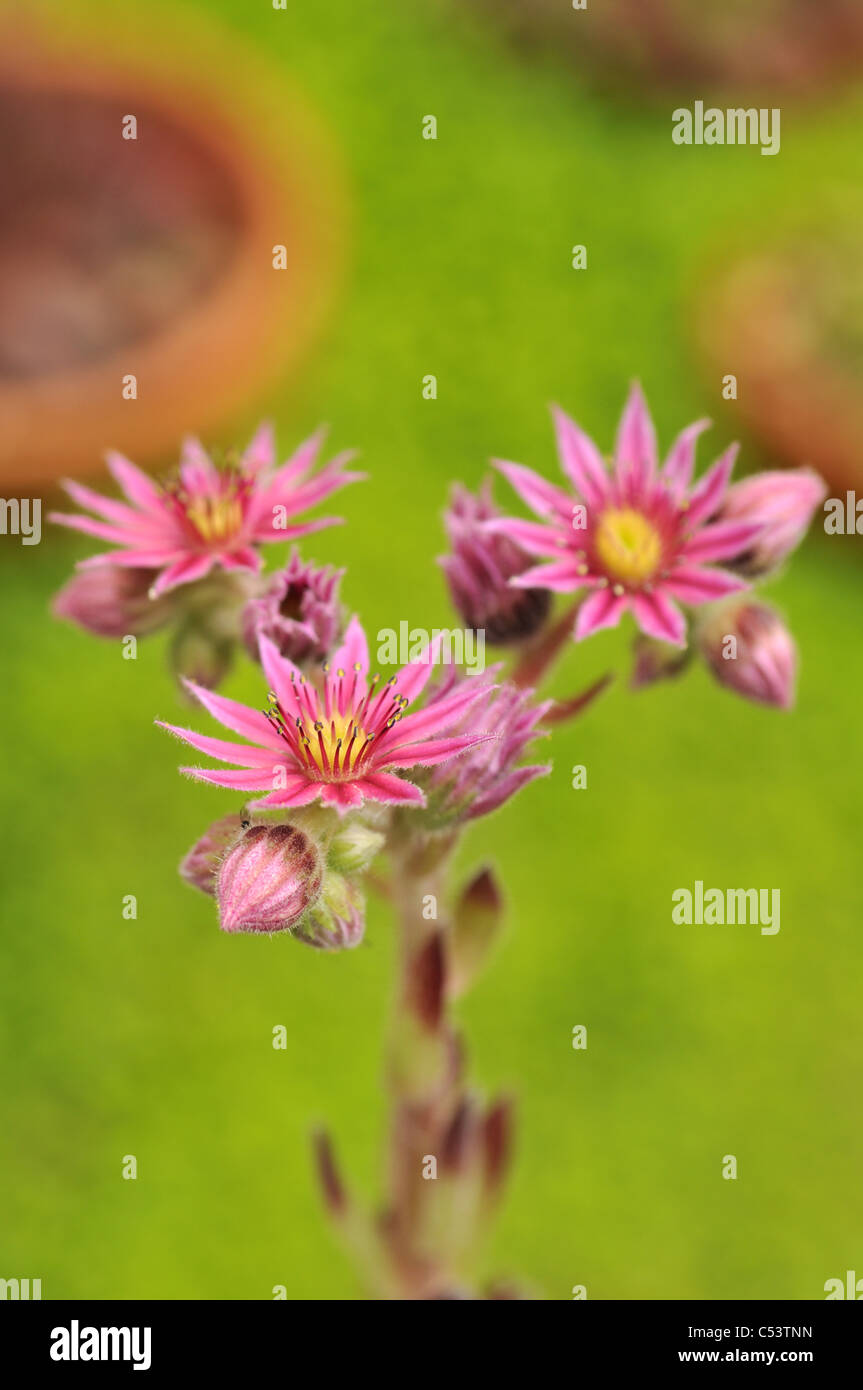 Houseleek flower hi-res stock photography and images - Alamy