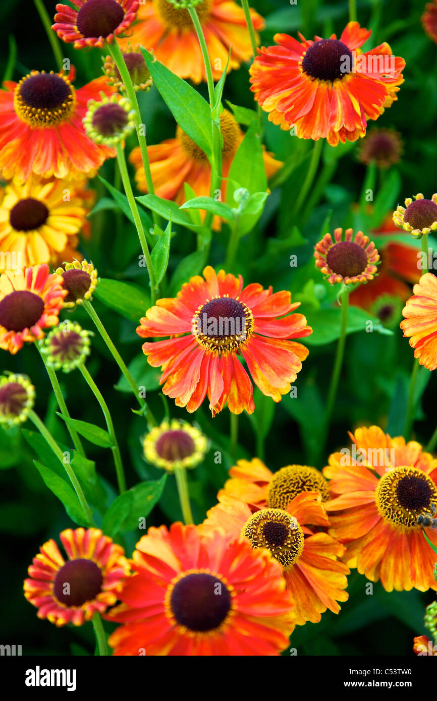 Helenium ‘sahin’s Early Flowerer’ High Resolution Stock Photography and ...