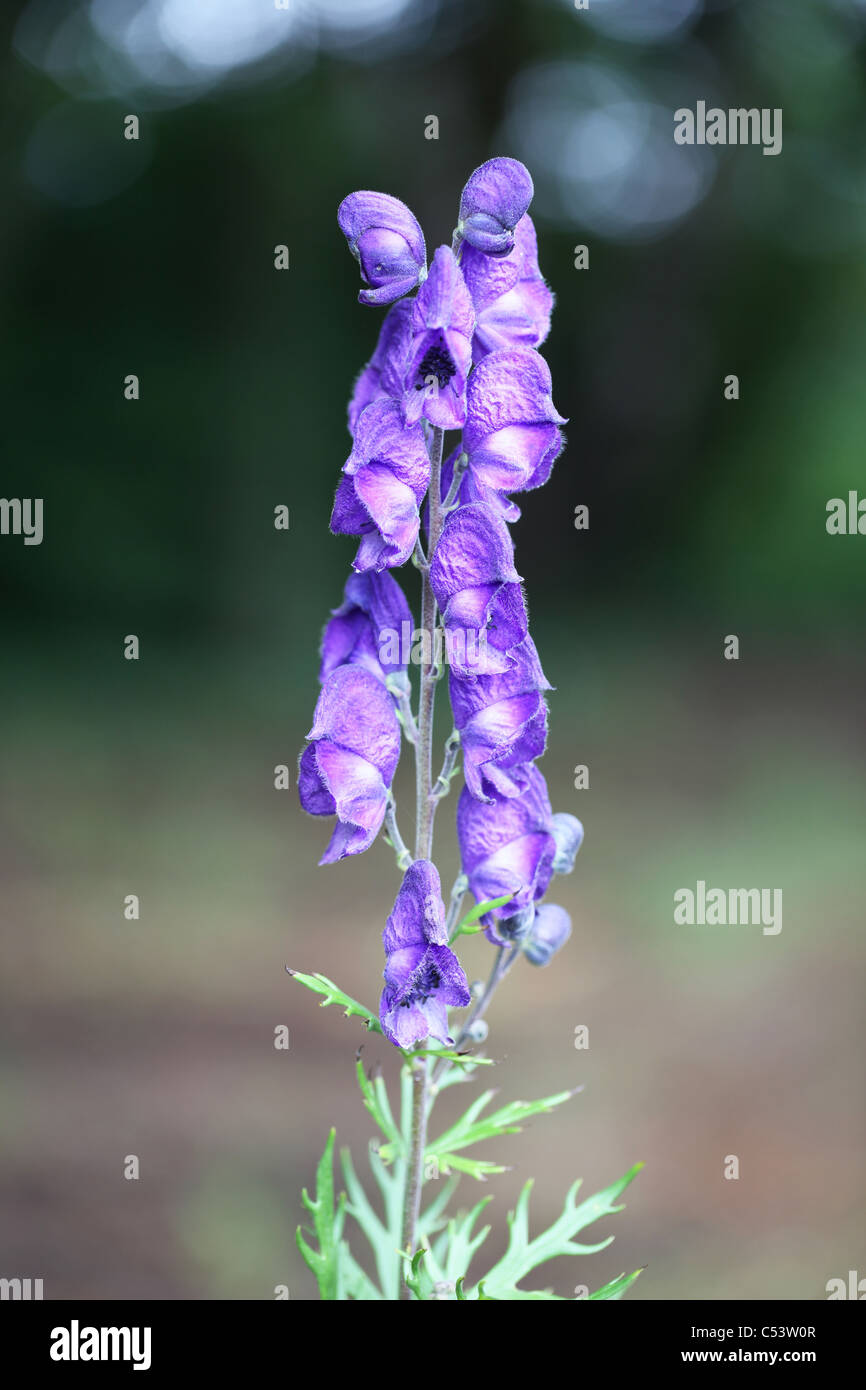 Aconitum, monkshood, Devil's helmet, blue rocket Stock Photo - Alamy