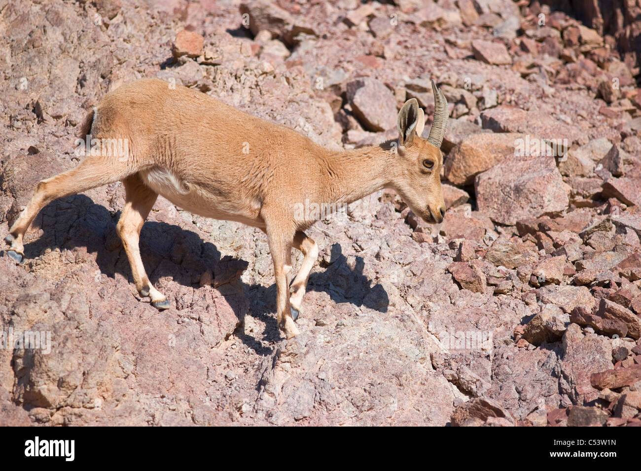 Nubian ibex egypt hi-res stock photography and images - Alamy