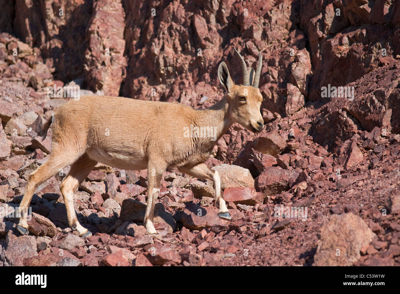 Nubian Ibex doe (Capra ibex nubiana); 'Masiv Eilat' nature reserve ...