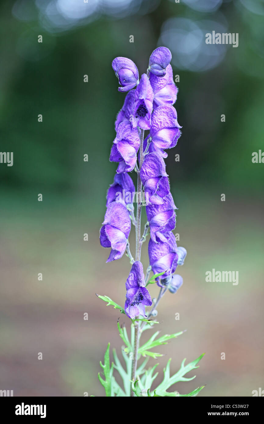 Wolfsbane hi-res stock photography and images - Alamy