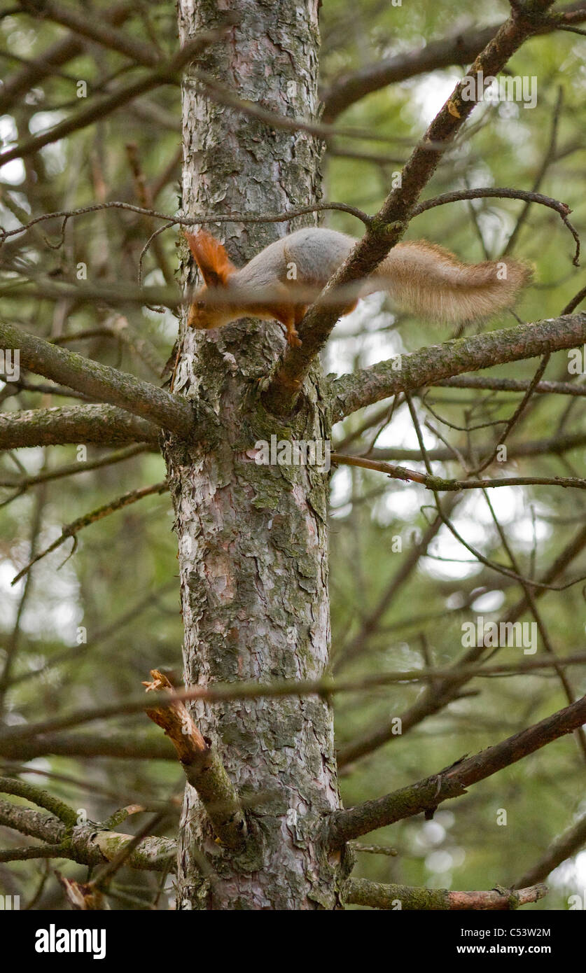 Eurasian Red Squirrel buck (Sciurus vulgaris) amidst branches of a pine ...