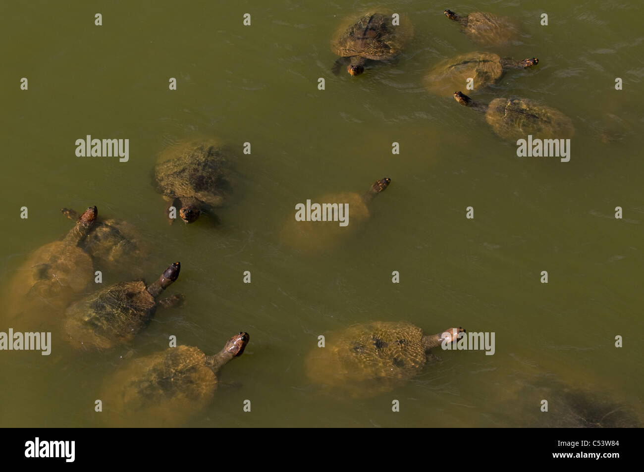 Mixed Amazonian River Turtles (Podocnemis expansa and Podocnemis ...
