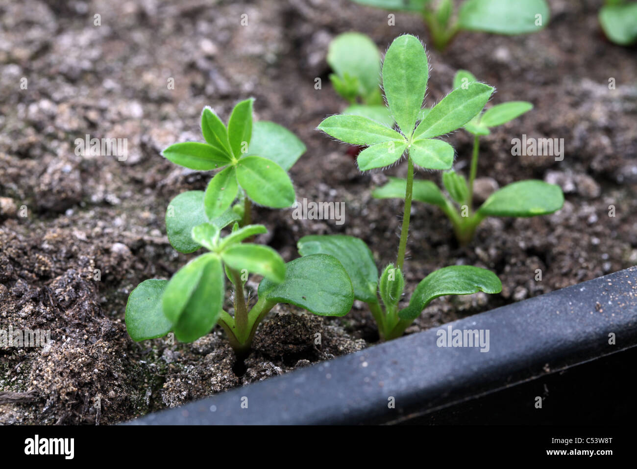 Lupine Seedlings