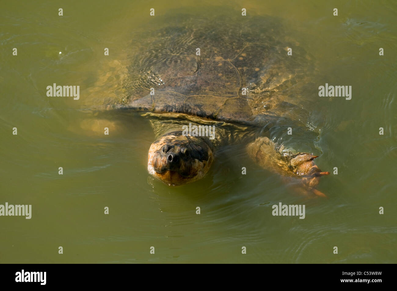 Giant South American or Amazon river turtle Podocnemis expansa Stock ...