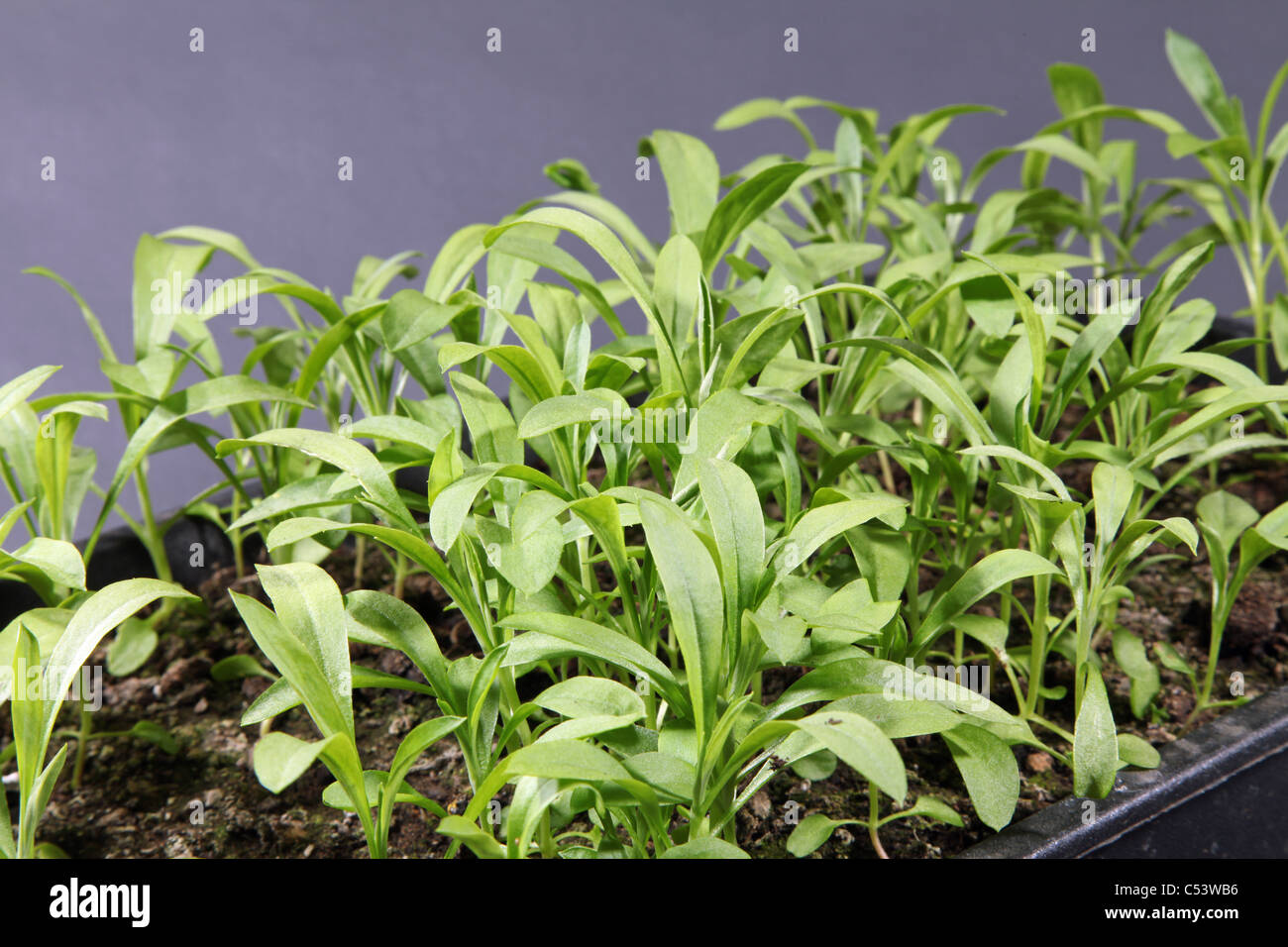 Siberian Wallflower Seedling