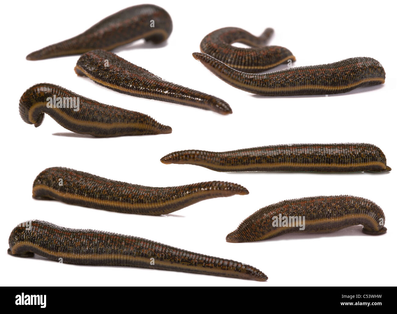 Bloodsucker medical isolated on a white background Stock Photo - Alamy