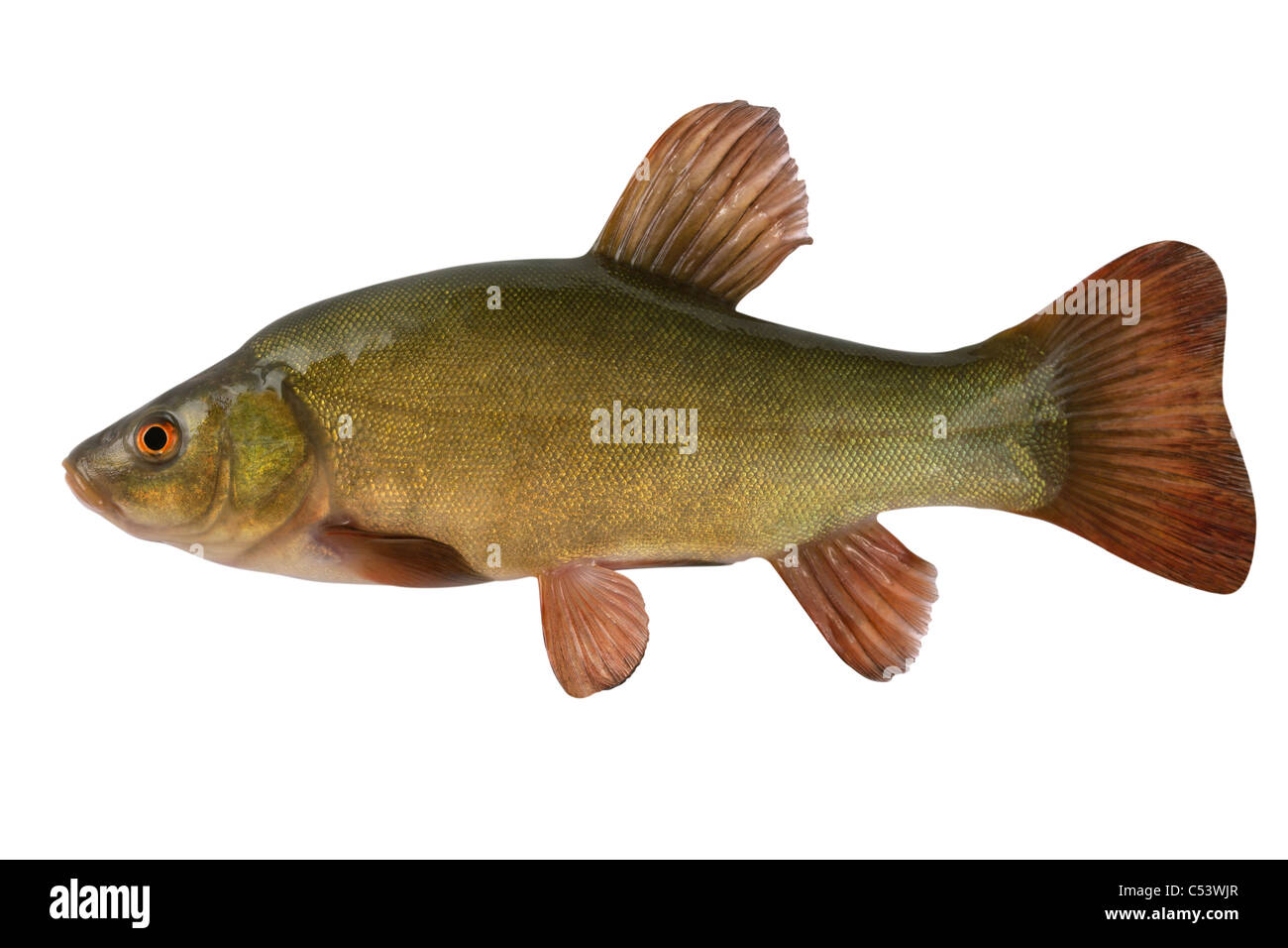 Tench. A fish close up. Isolated on a white background Stock Photo - Alamy