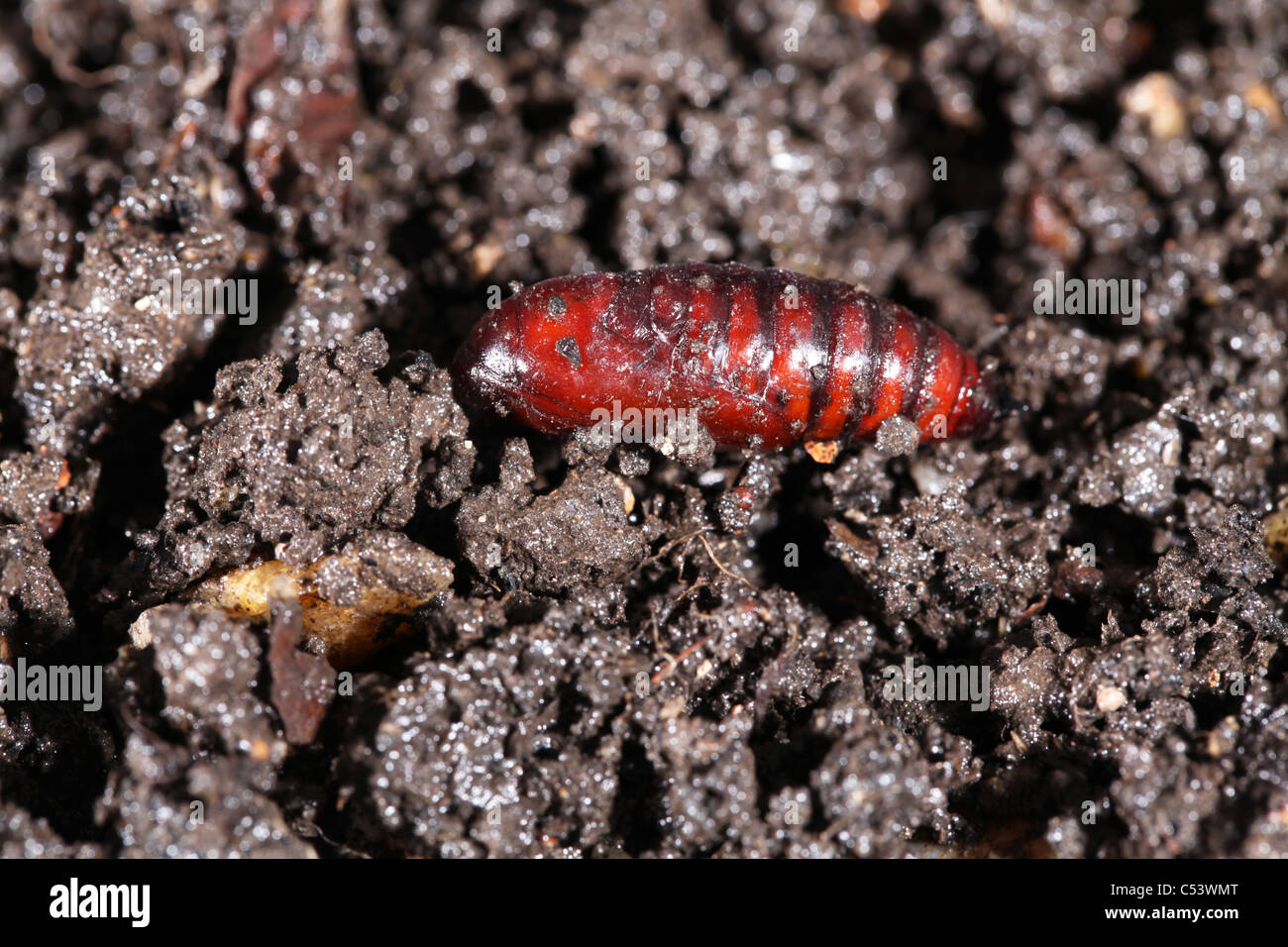 Changing insect hi-res stock photography and images - Alamy