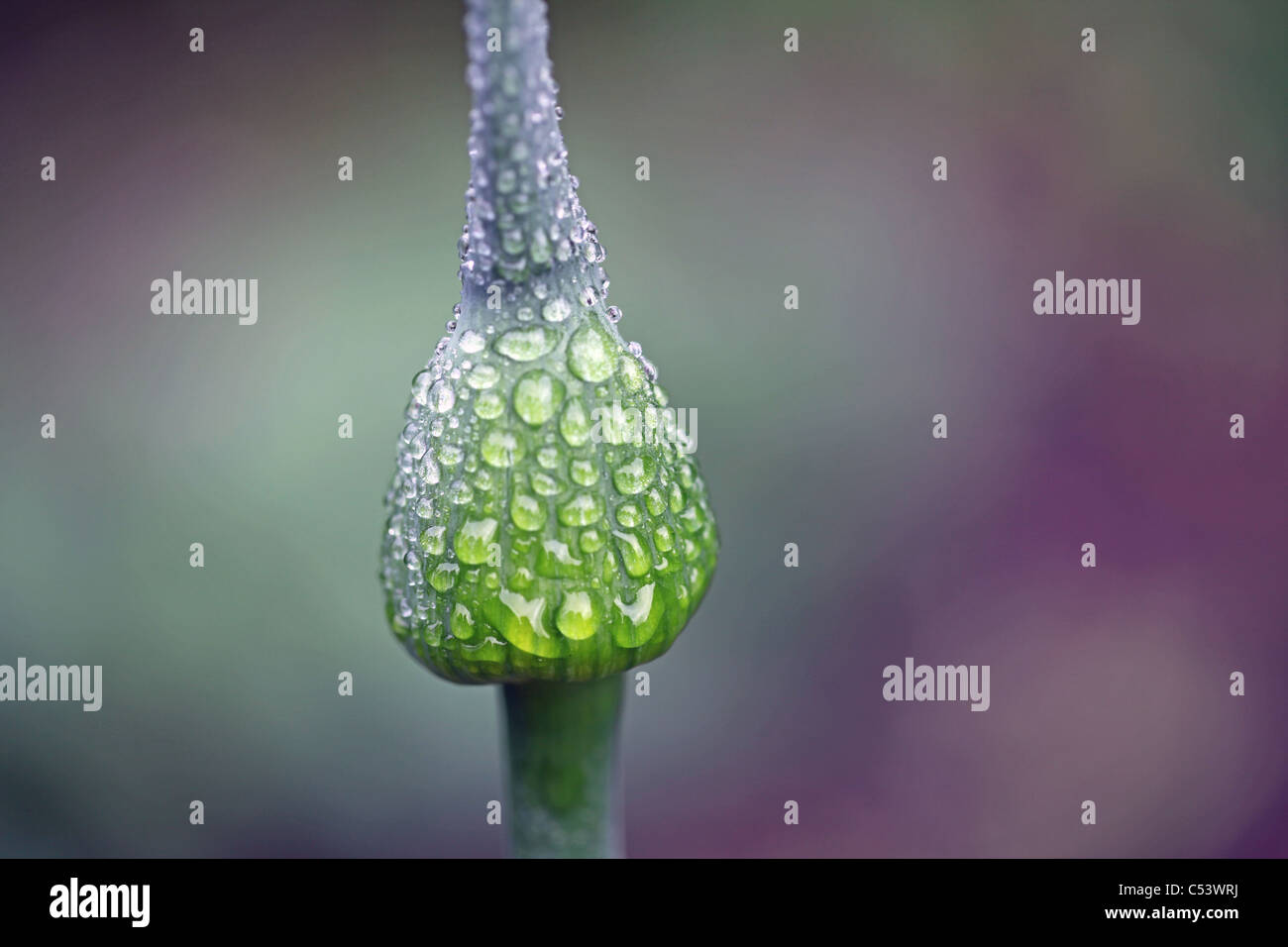 Leek bud in the rain Stock Photo - Alamy