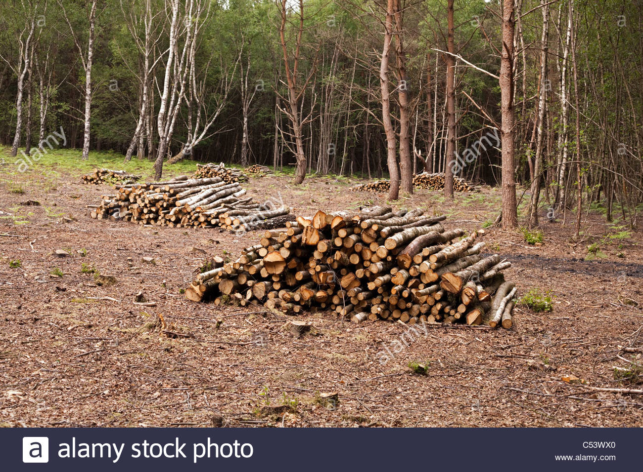 Woodland Conservation High Resolution Stock Photography and Images - Alamy