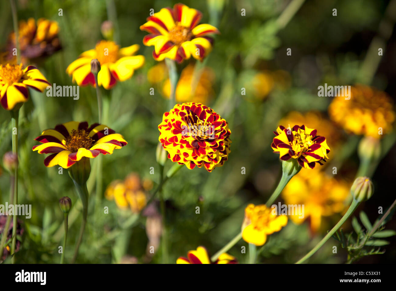dark red and yellow marigold Stock Photo - Alamy