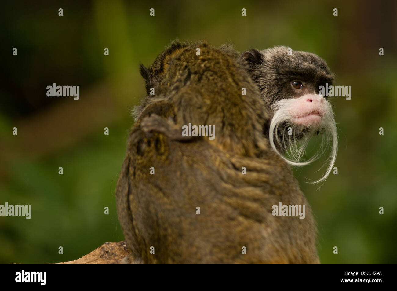 EMPEROR TAMARIN saguinus imperator with baby captive Stock Photo - Alamy