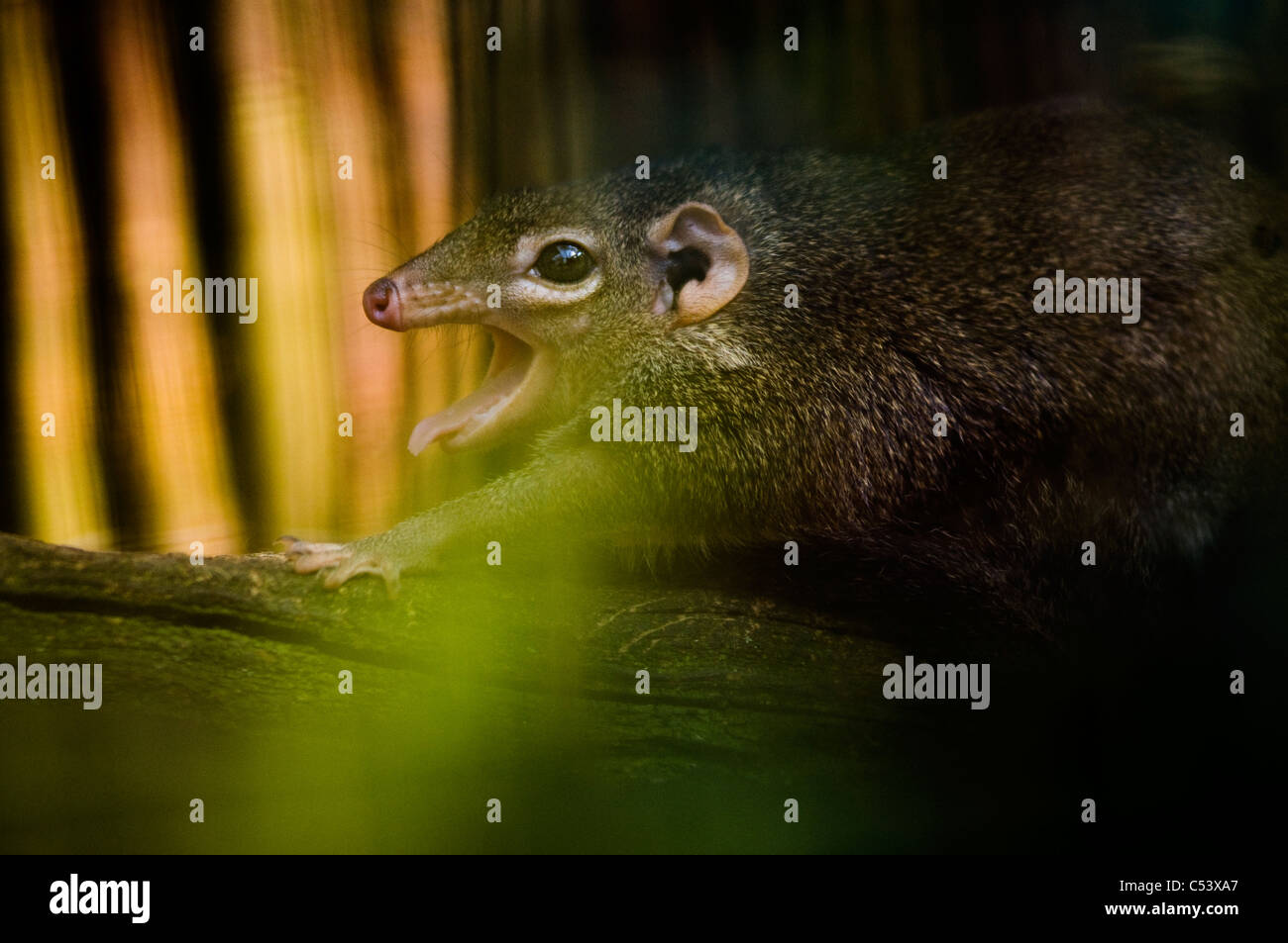 Tupaia hi-res stock photography and images - Alamy