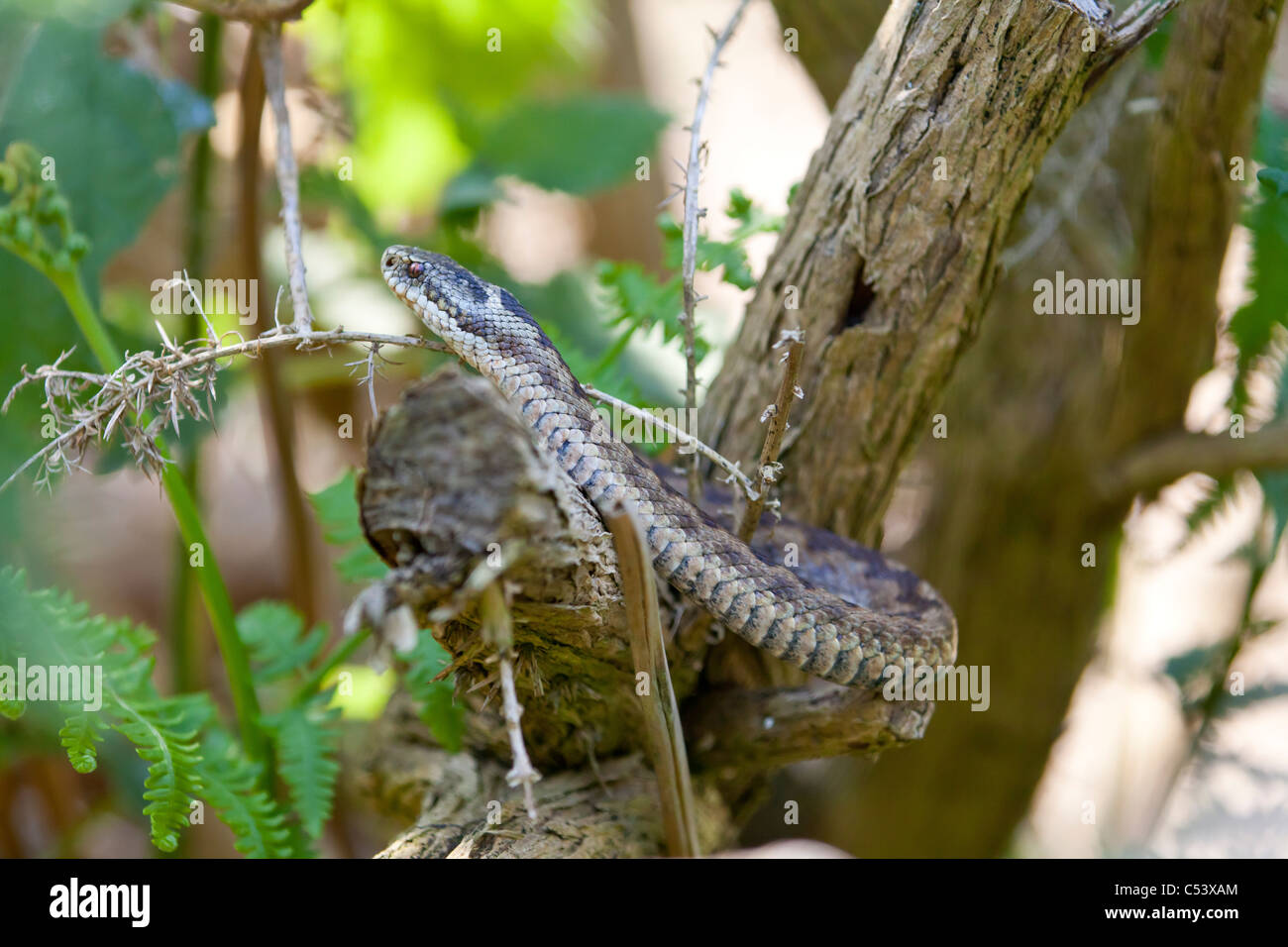 Scale common european adder hi-res stock photography and images - Alamy