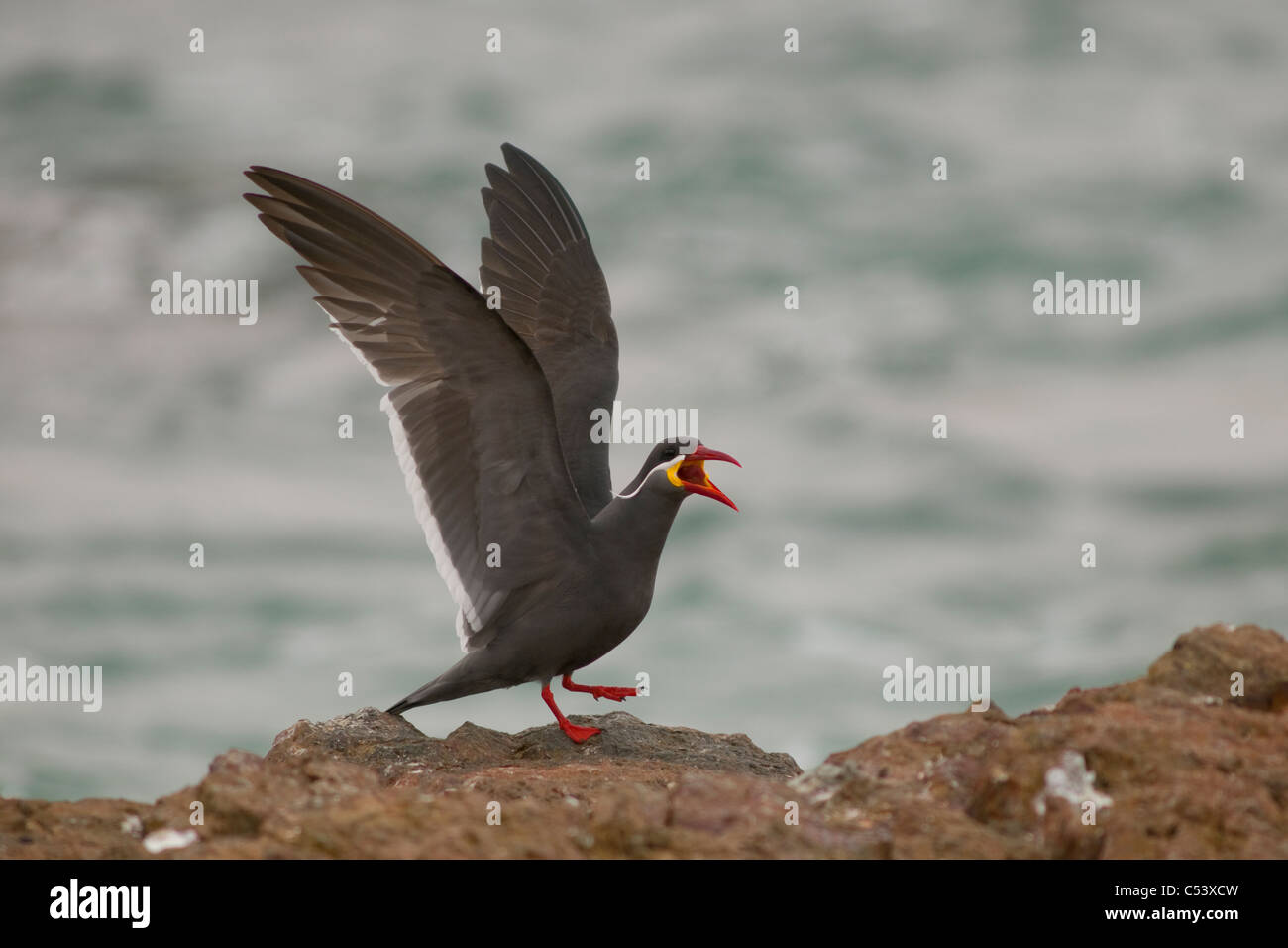 Inca Tern, Larosterna inca Paracas National Reserve, Peru WILD Stock ...