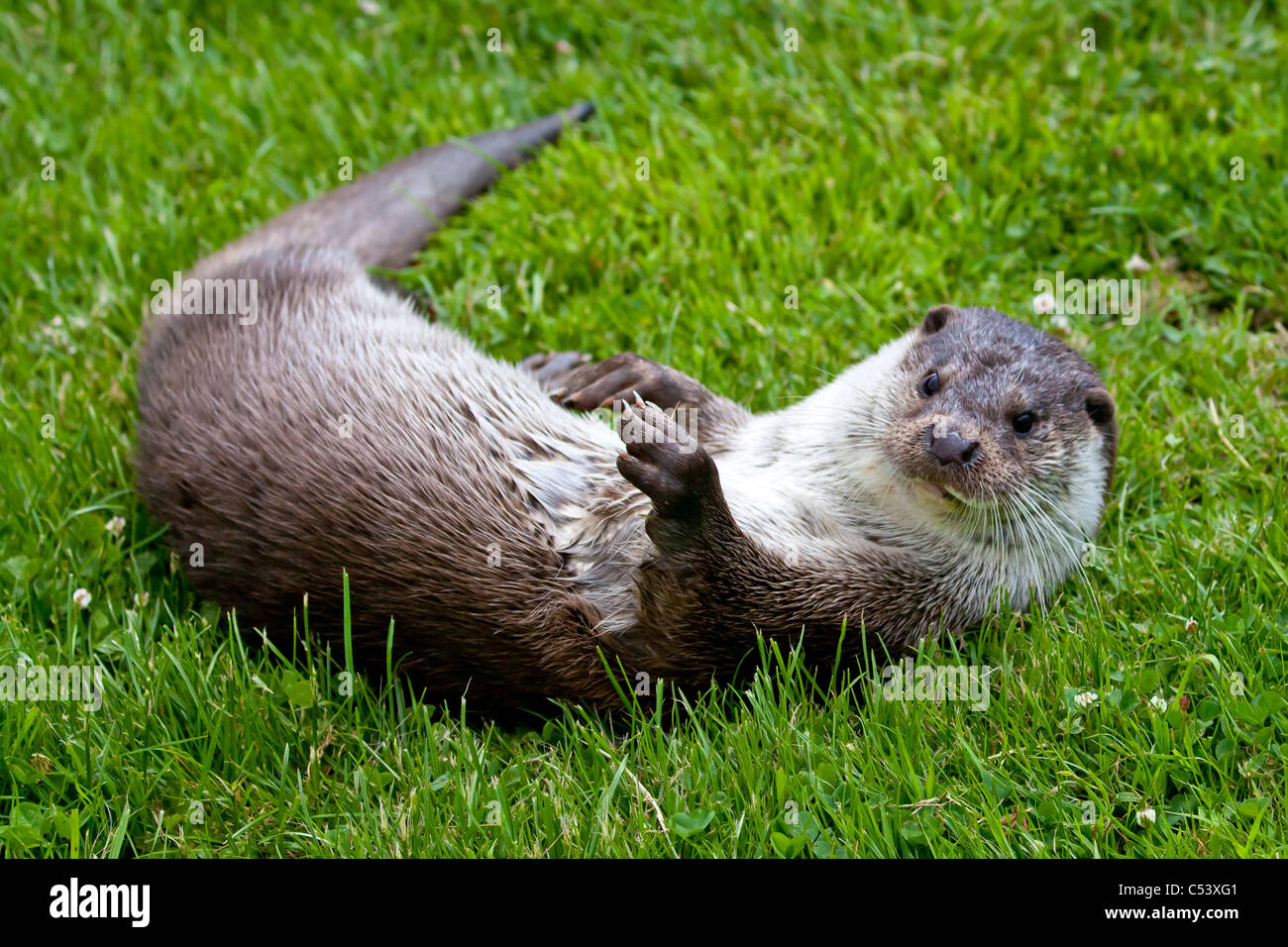 Eurasian otter rolling on its back looking at the camera Stock Photo ...