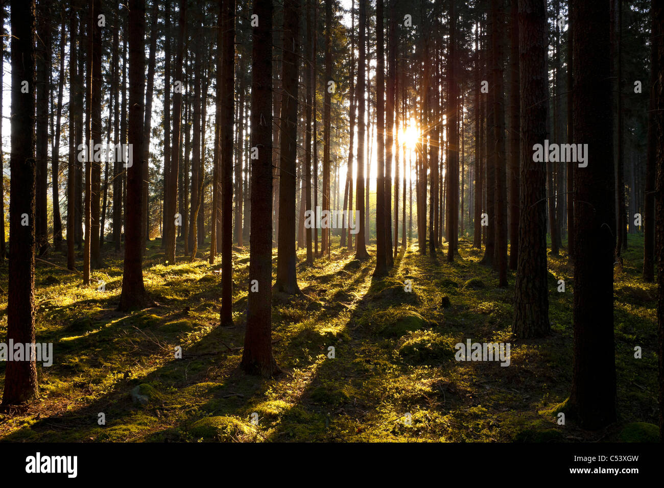 The forest in the morning sunshine Stock Photo - Alamy
