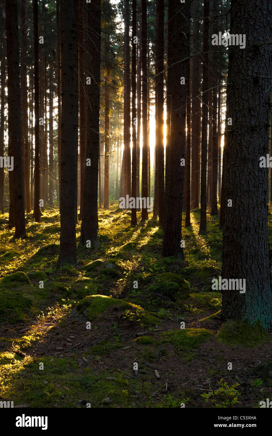 The forest in the morning sunshine Stock Photo - Alamy