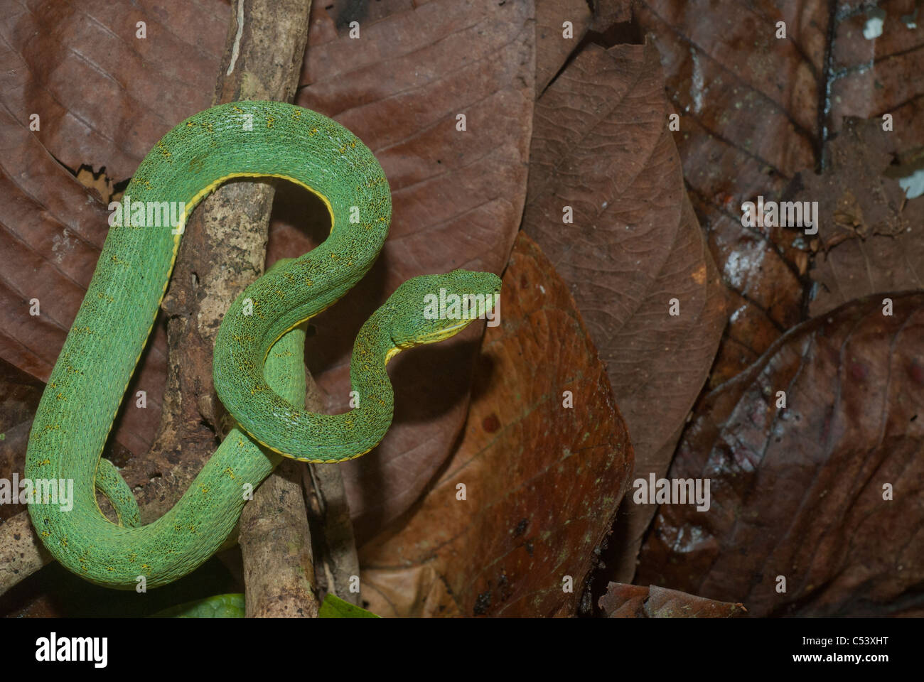 Two-striped forest viper (Bothriopsis bilineata) near the Amazon River ...