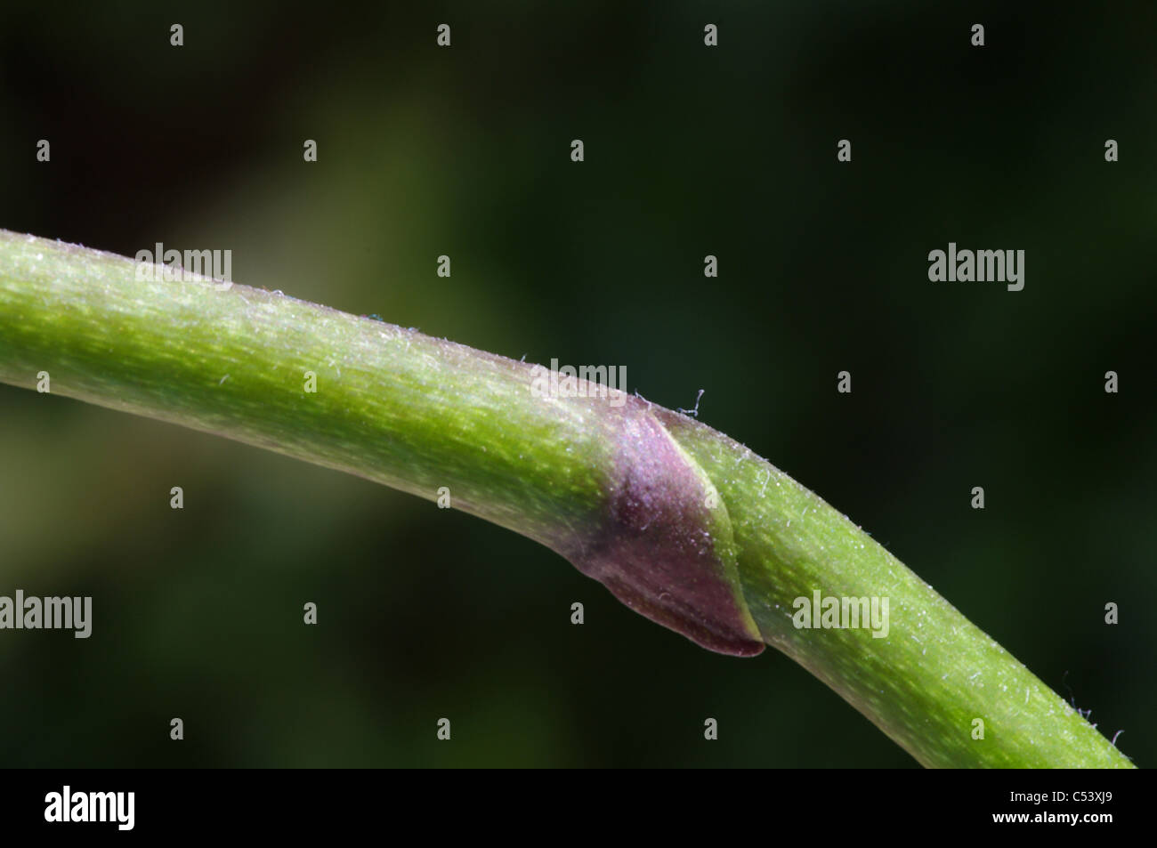 Phalaenopsis Orchid stem showing node Stock Photo - Alamy