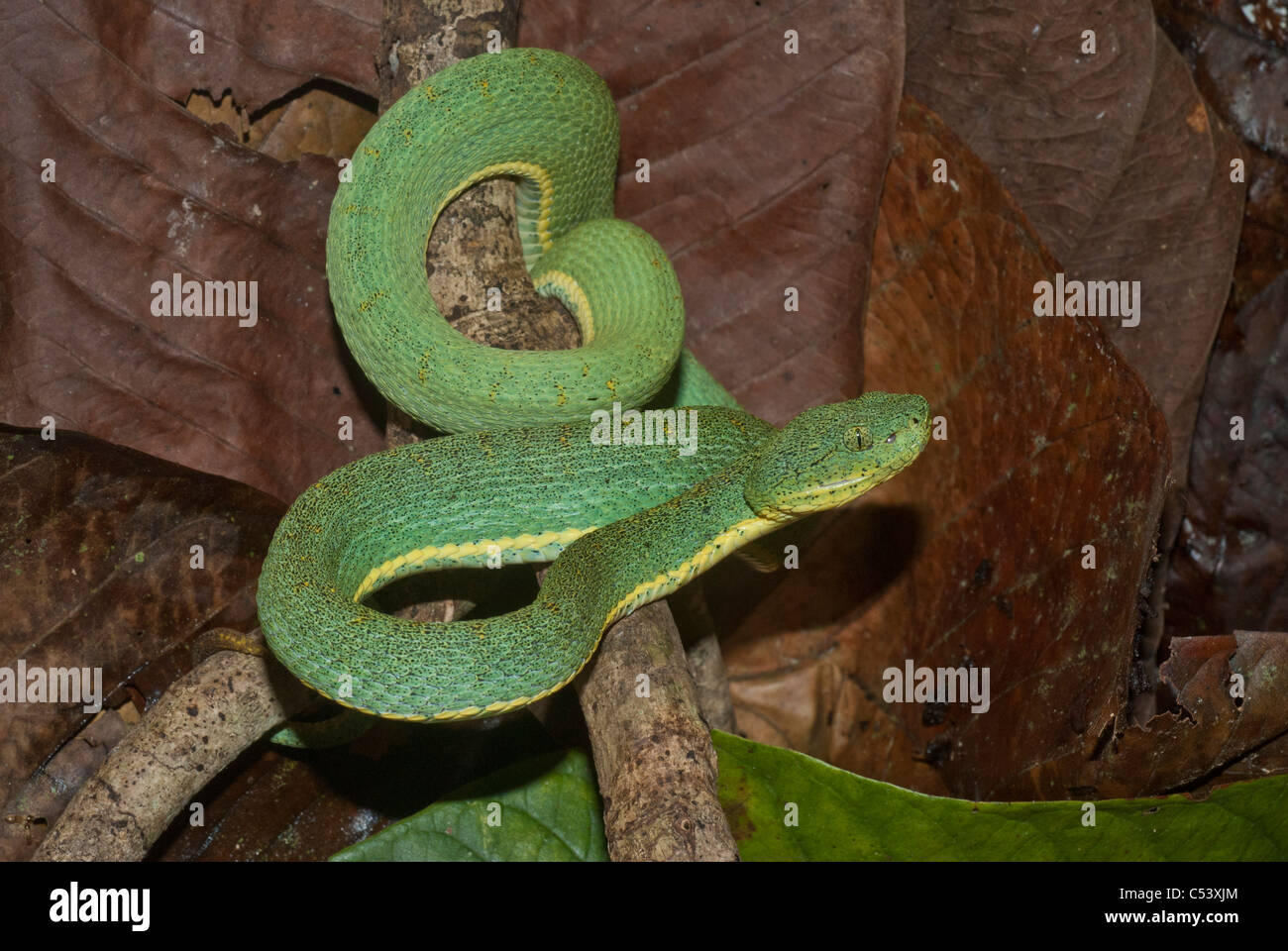 Two-striped forest viper (Bothriopsis bilineata) near the Amazon River ...