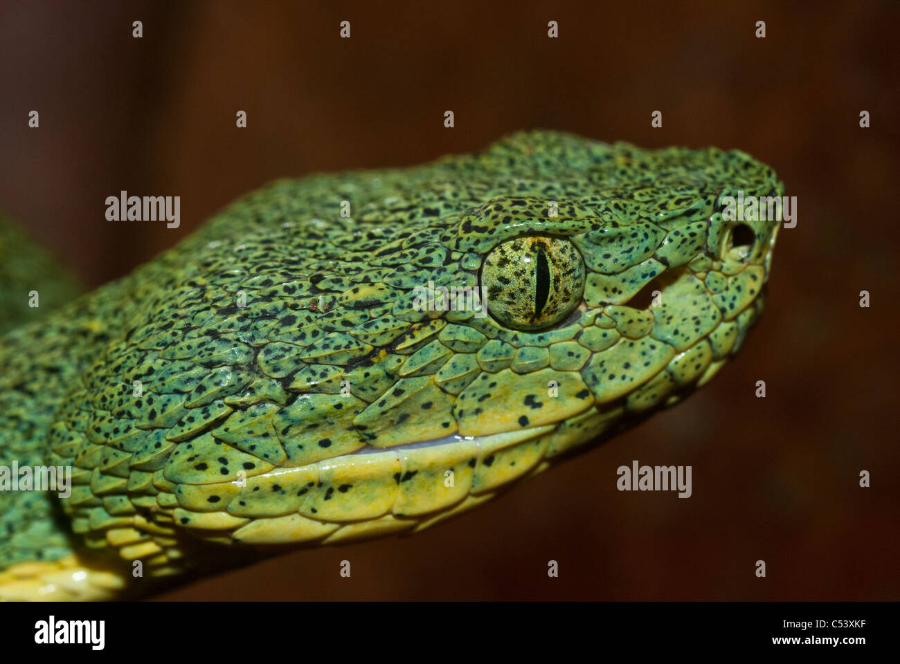 Two-striped forest viper (Bothriopsis bilineata) near the Amazon River ...