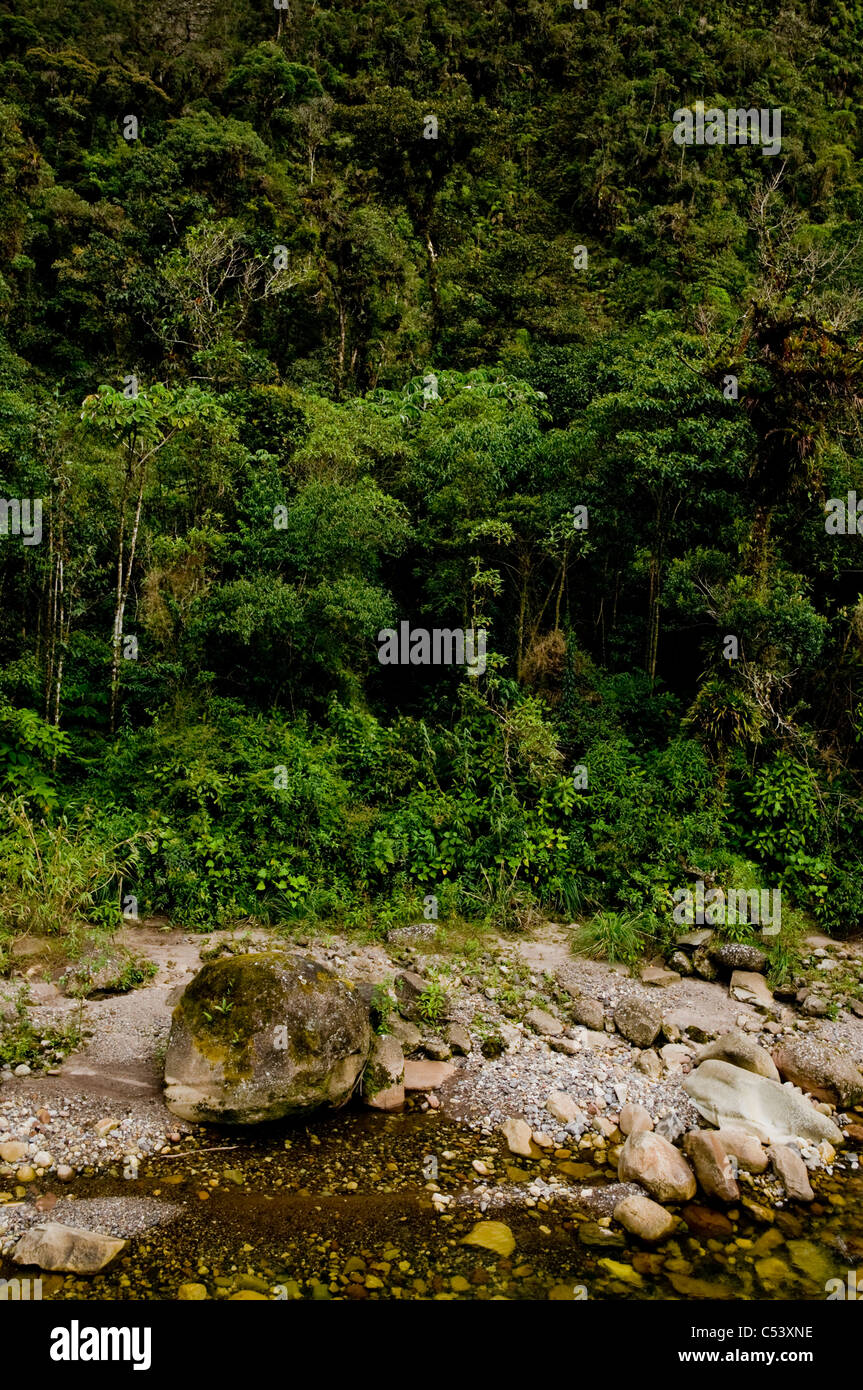Cloud forest Alto Mayo Protection Forest Reserve Amazonas Peru Stock ...