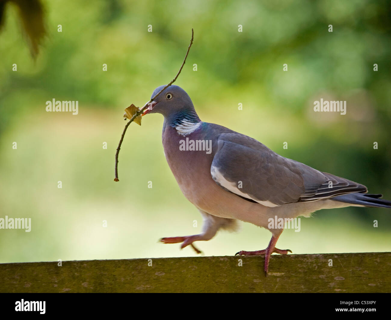 wood pigeon columba palumbus gathering nesting material Stock Photo - Alamy