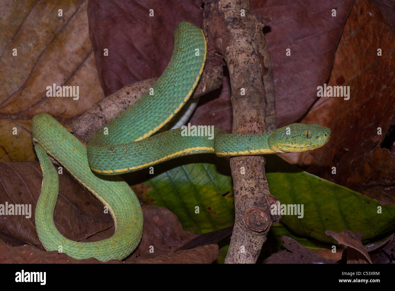 Two-striped forest viper (Bothriopsis bilineata) near the Amazon River ...