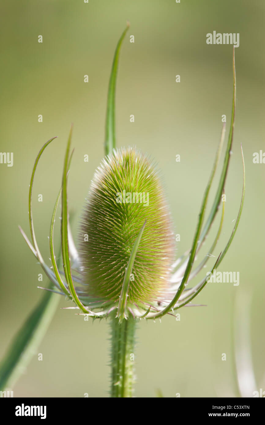 Teasel uk flower hi-res stock photography and images - Alamy