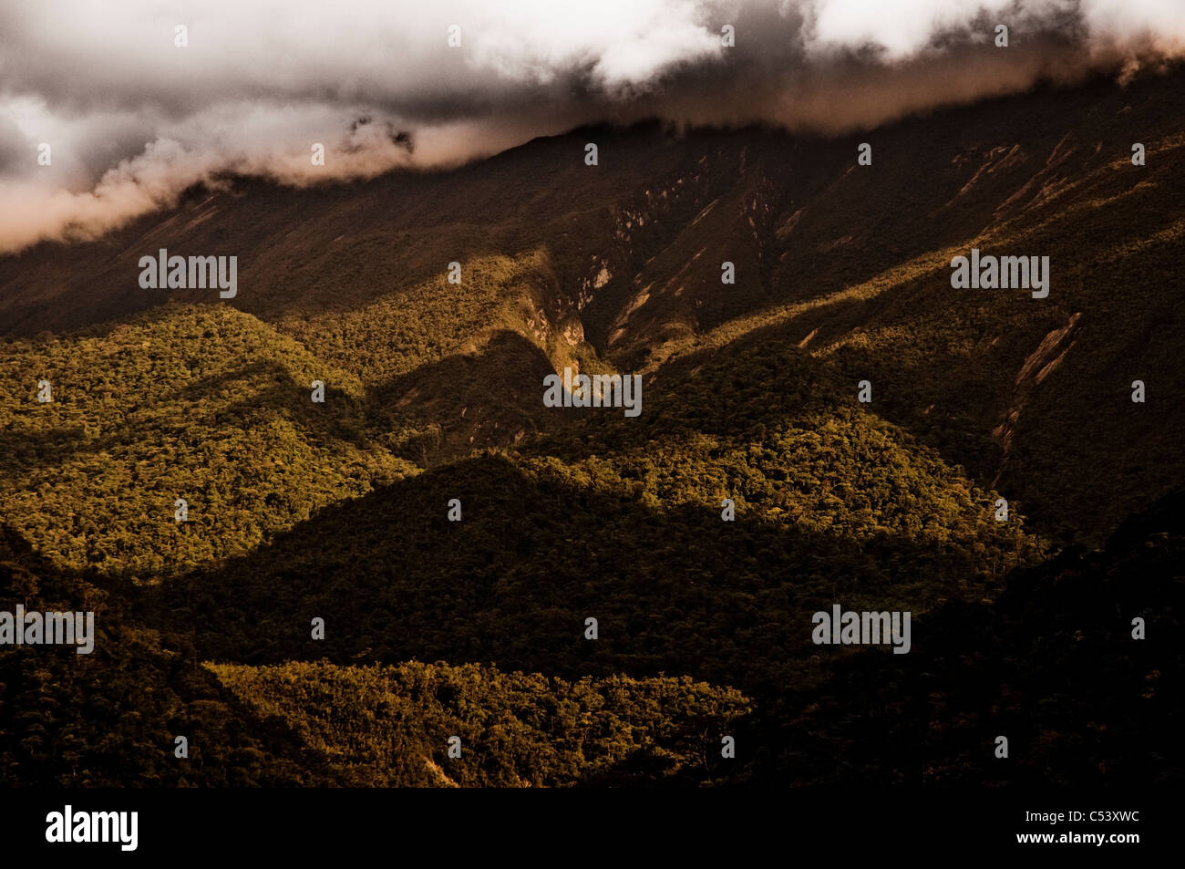 Cloud forest Alto Mayo Protection Forest Reserve Amazonas Peru Stock ...