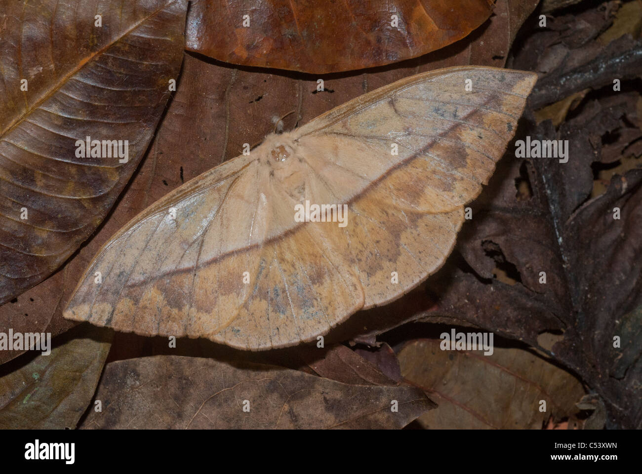 Dead leaf moth (family Saturniidae) in the Amazon rainforest of Peru ...