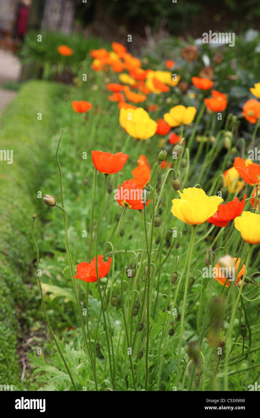 Orange and lemon poppies Stock Photo - Alamy