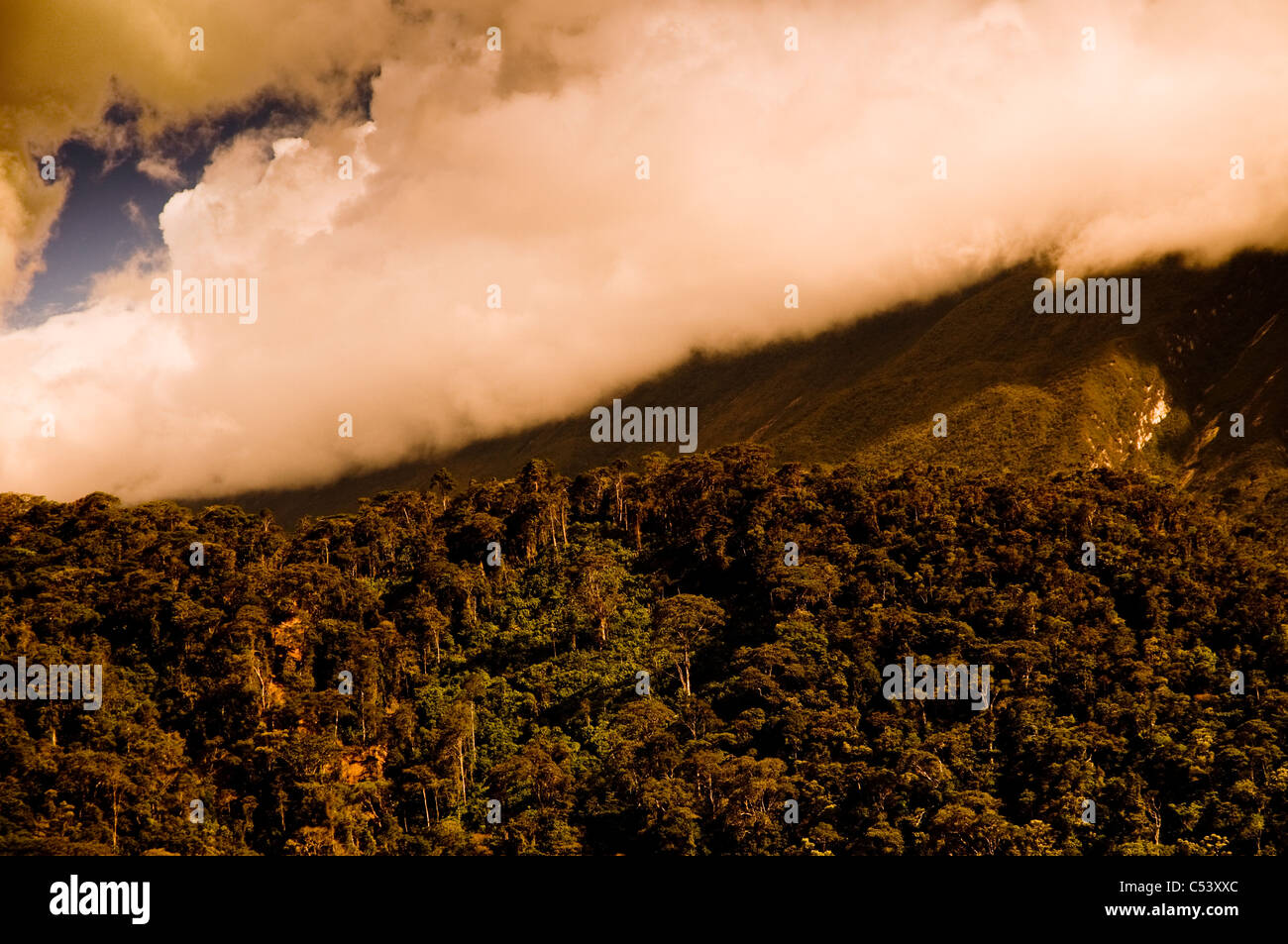 Cloud forest Alto Mayo Protection Forest Reserve Amazonas Peru Stock ...