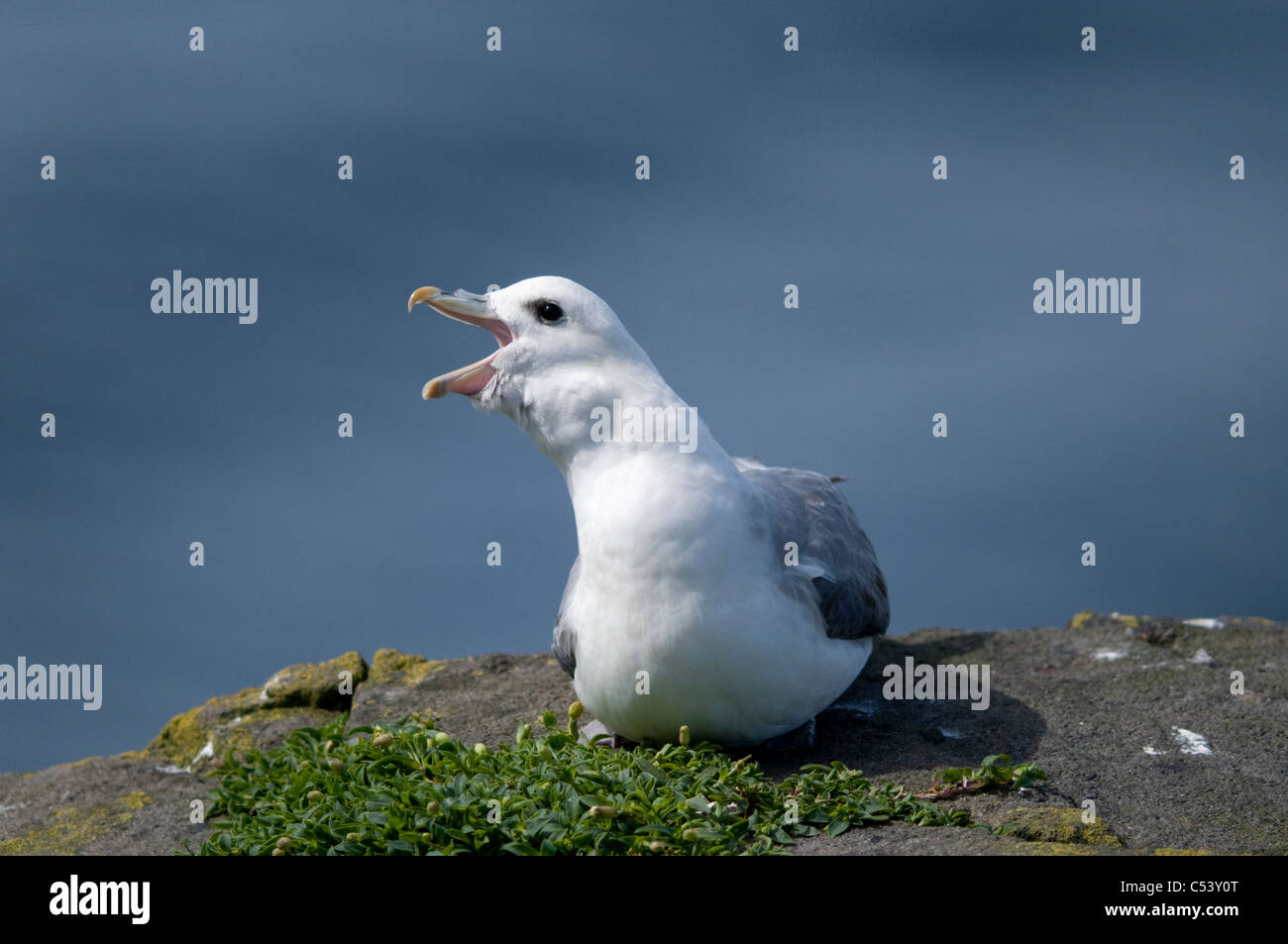 Fulmer hi-res stock photography and images - Alamy