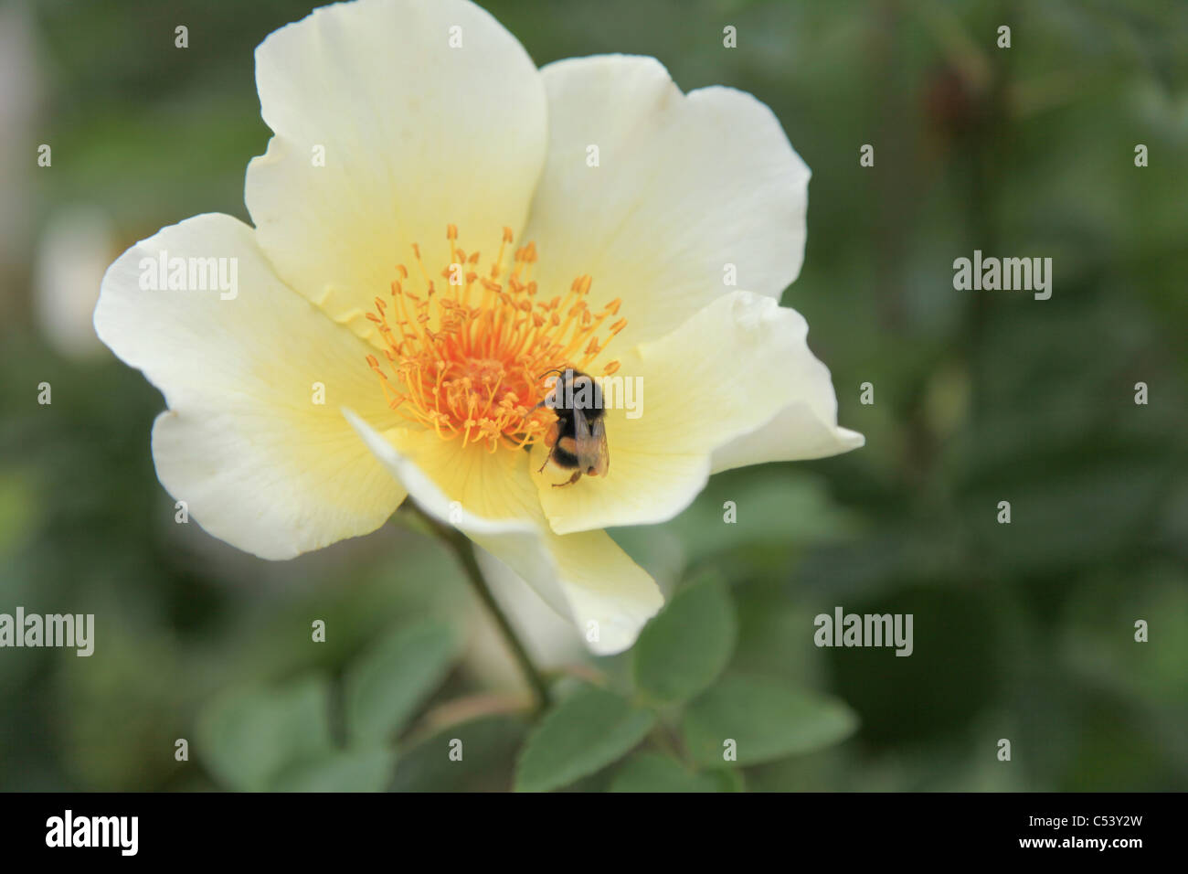 Yellow rose with bumble bee Stock Photo - Alamy