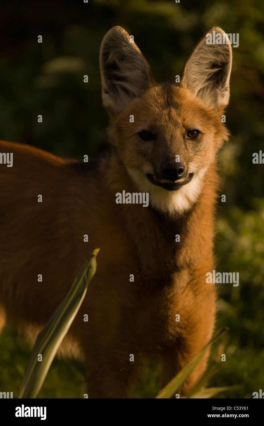 Maned wolf Chrysocyon brachyurus Stock Photo - Alamy