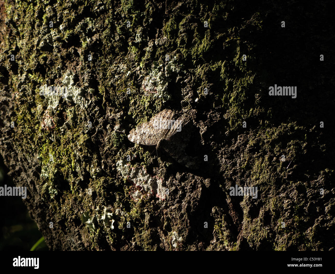 Defense hamadryas februa hi-res stock photography and images - Alamy