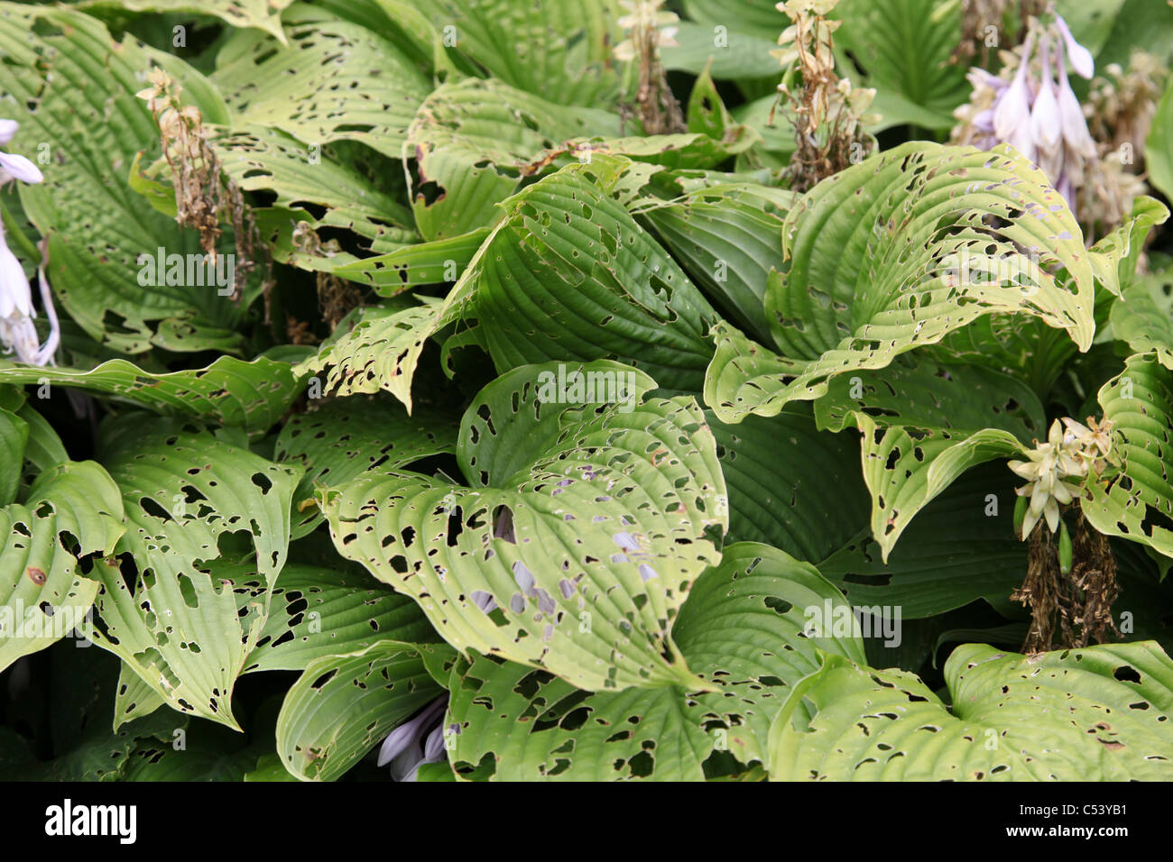 Damaged hosta leaves hi-res stock photography and images - Alamy