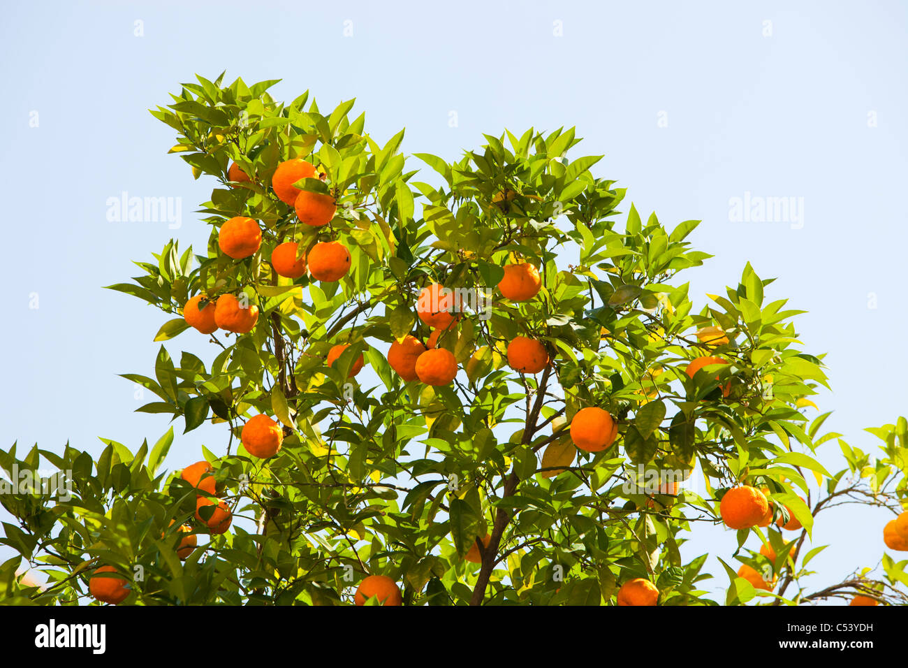 Seville orange tree is Seville, Andalucia, Spain Stock Photo - Alamy