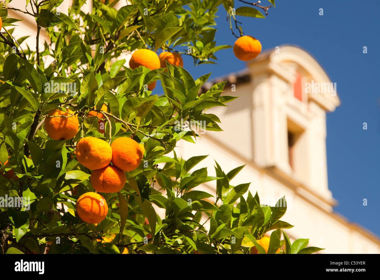 Seville oranges hi-res stock photography and images - Alamy
