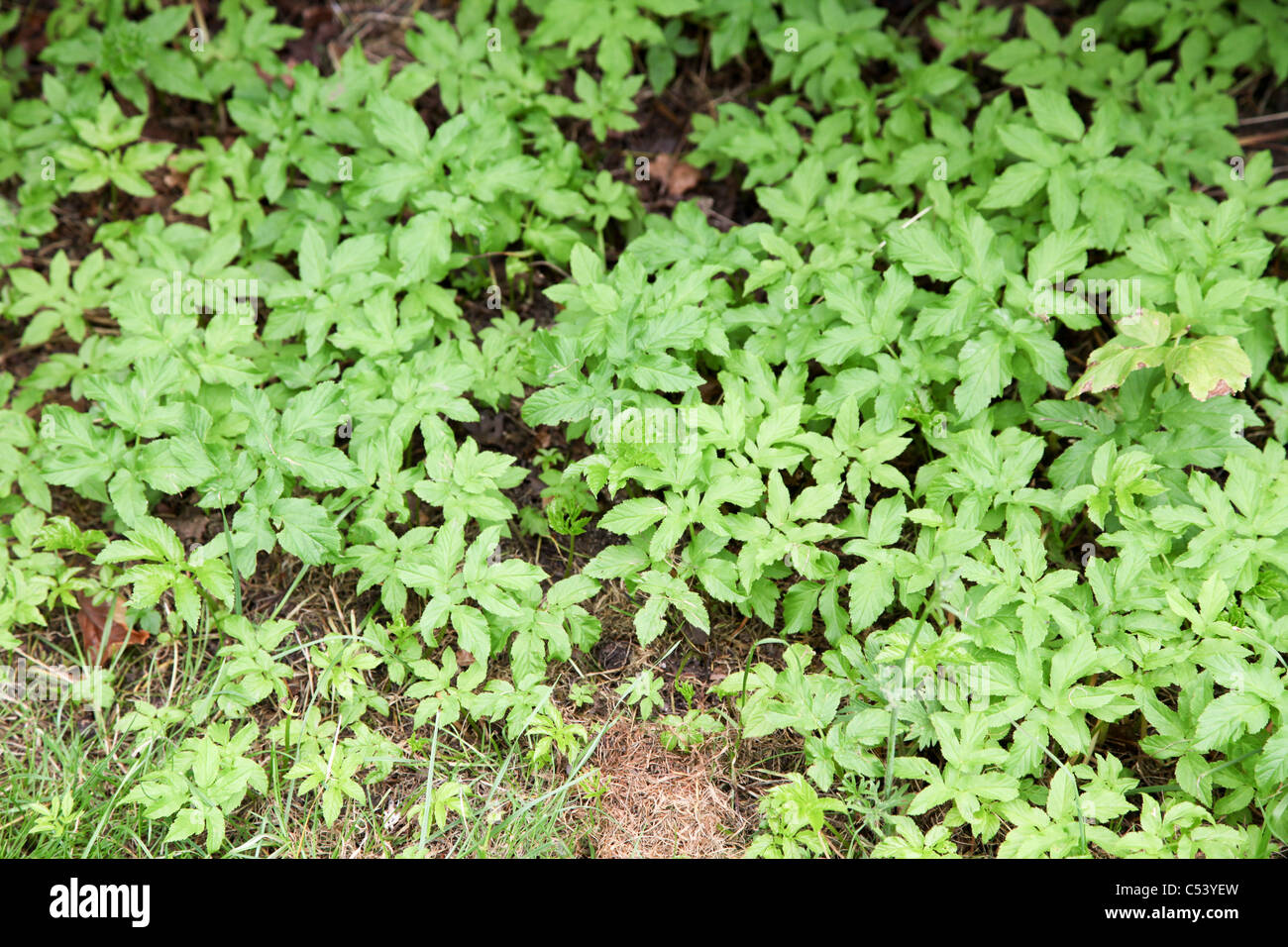 Ground elder hi-res stock photography and images - Alamy