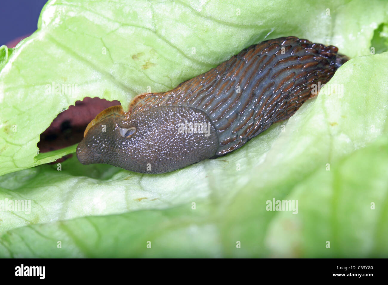 Slug on lettuce Stock Photo - Alamy