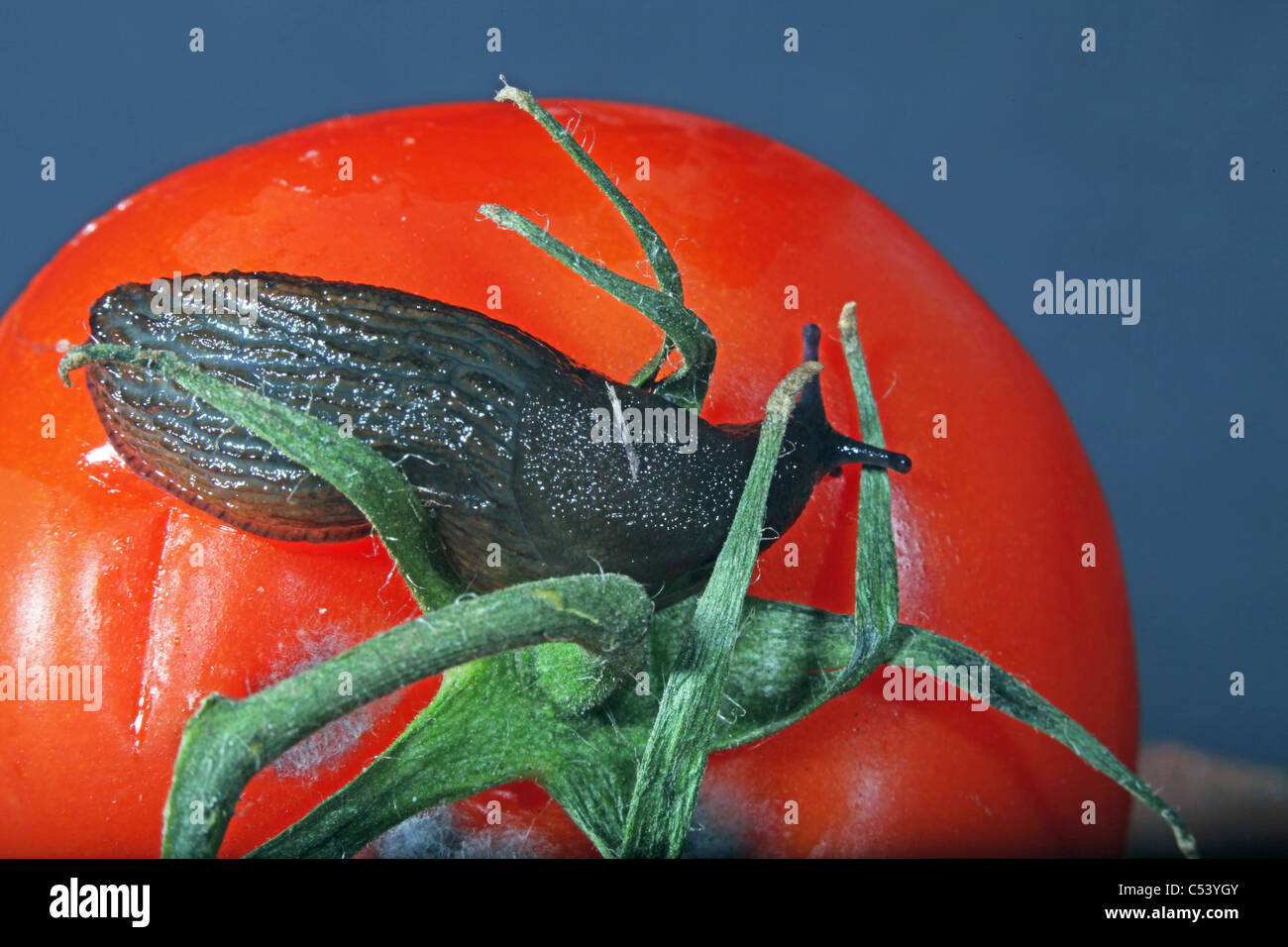 Slug on tomato Stock Photo - Alamy