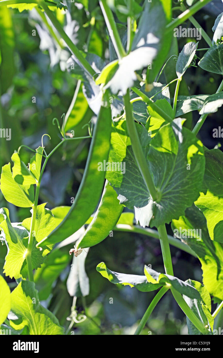 sunlight through pea pods Stock Photo - Alamy