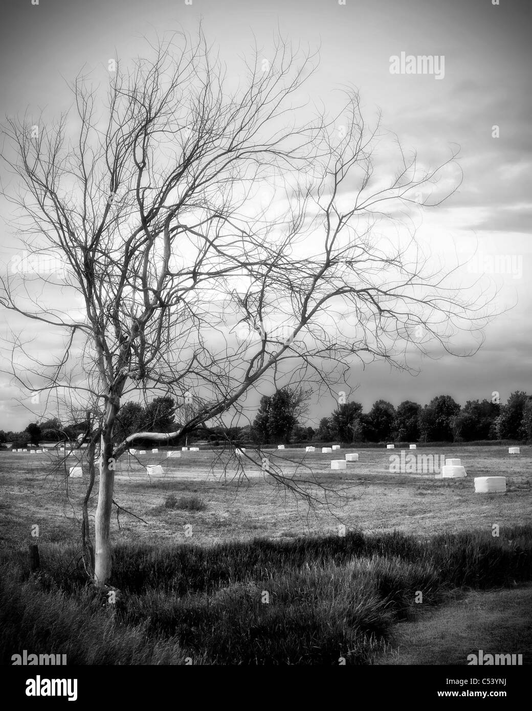 Black and white image of an eerie, spooky dead tree Stock Photo - Alamy
